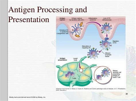 Ppt Adaptive Immunity Powerpoint Presentation Free Download Id 4167571