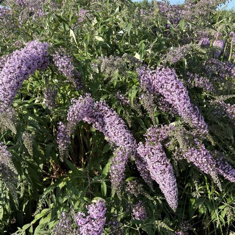 Buddleia Lilac Cascade Butterfly Bush Garden Center Marketing