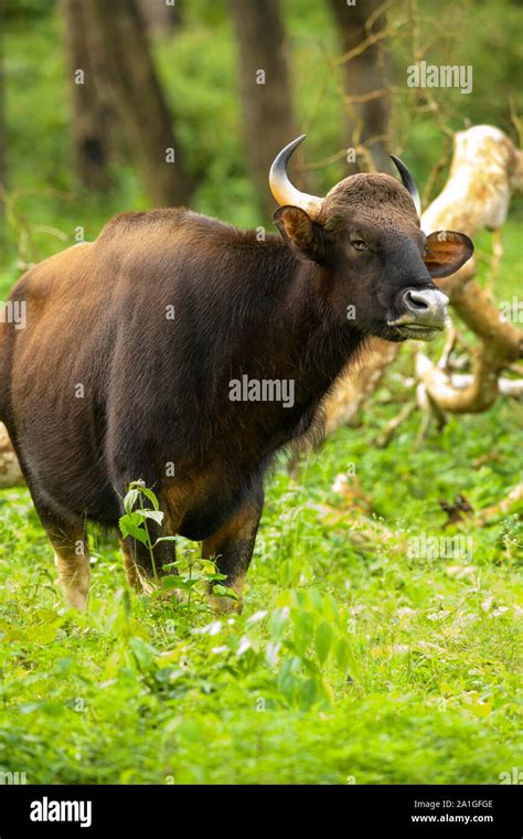 The Gaur Also Called The Indian Bison Is The Largest Extant Bovine