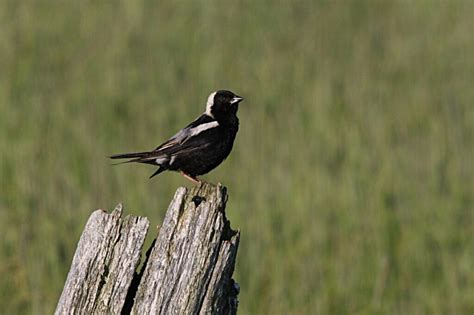 Bobolink Symbolism And Meaning Totem Spirit And Omens World Birds