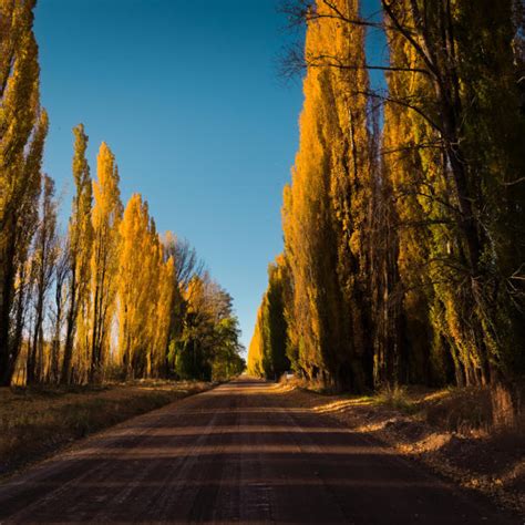 Do Trees Really Absorb Sound The Silent Power Of Trees Gentle Hush