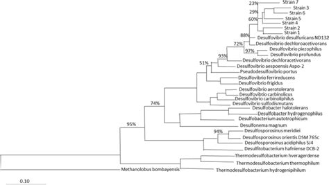 Phylogenetic Tree Based On 16s Rdna Sequence Analysis Showing The Download Scientific Diagram