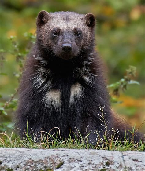 Are Wolverines Nocturnal Or Diurnal Do They Sleep Wildlifefaq