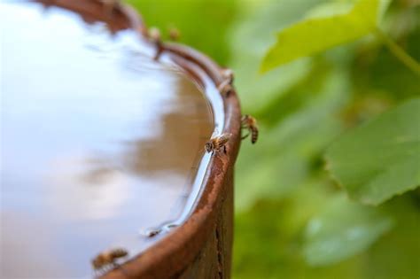 Premium Photo Close Up Of Grasshopper On Wood