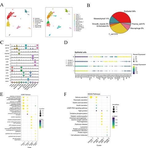 A The T Sne Plot For 1376 Normal Submandibular Gland Cells To Visualize