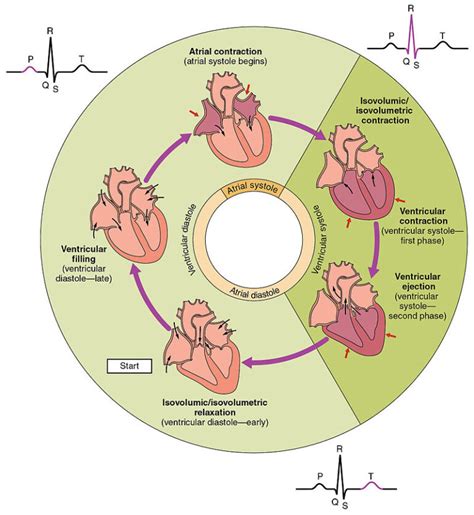 Heart Murmurs Heart Sounds Geeky Medics