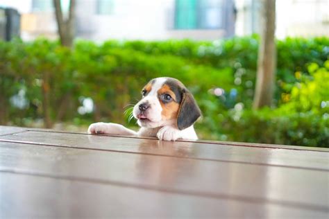 비글분양 사랑스러운 애기 강아지 땅이 웰시코기분양 프렌치불독분양 보스턴테리어분양 이탈리안그레이하운드분양 베들링턴테리어분양 셔틀랜드쉽독분양 코카스파니엘분양 퍼그분양 비글