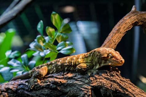 Do Leopard Geckos Require Uvb Vet Approved Exposure And Lighting