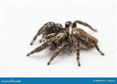 The Beautiful Salticidae Spider Is Perched On The Grass This Insect Is