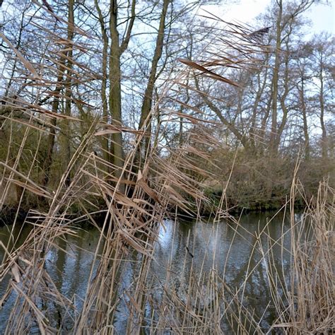 Premium Photo Reflection Of Bare Trees In Water