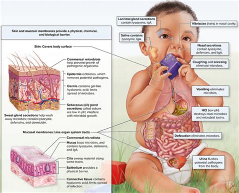 Chapter Part Innate Immunity Flashcards Quizlet