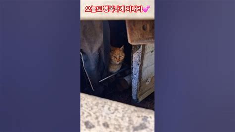 길고양이하루하루힘겨운아이들사는날까지잘 버텨보자😸💞 Youtube