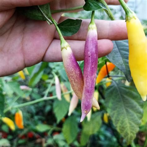 Aji Challuaruro Amarillo Rhotpeppers