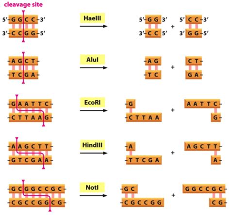 Lect Recombinant DNA Technology Flashcards Quizlet