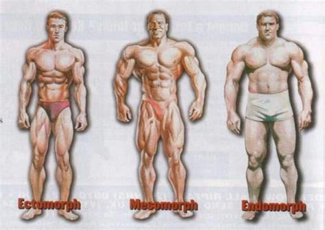 Ecto Mesomorph Endo Pure Muscle Pinterest