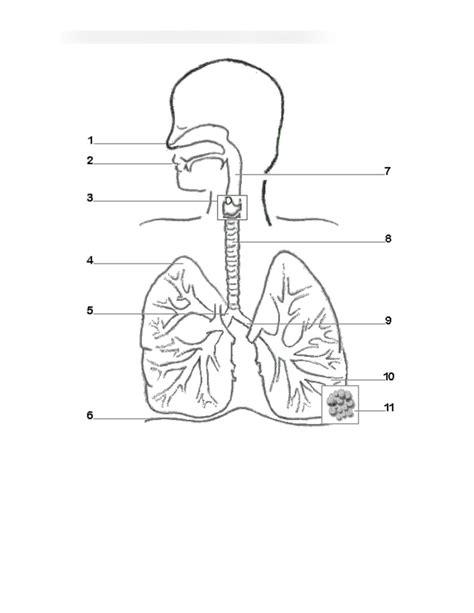 Respiratory System Diagram Unlabeled