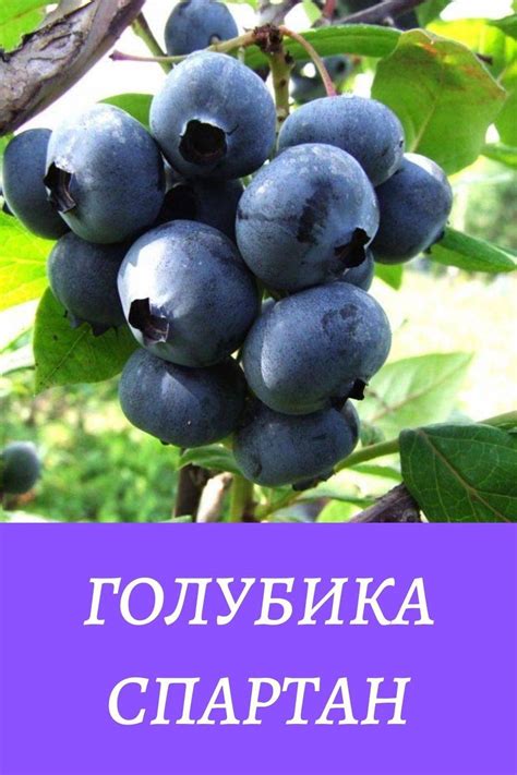 Голубика "Спартан": описание сорта, фото, посадка и уход