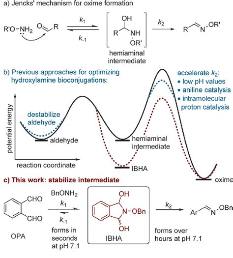 Figure 1 From Dialdehydes Lead To Exceptionally Fast Bioconjugations At