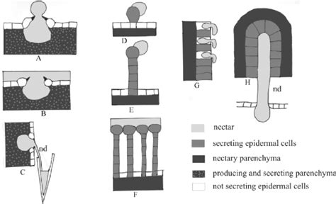 Common Types Of Nectar Secretion And Presentation In A B And C