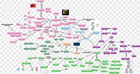 Mapa Conceptual De Cromosoma Mapa Conceptual De Cromosoma