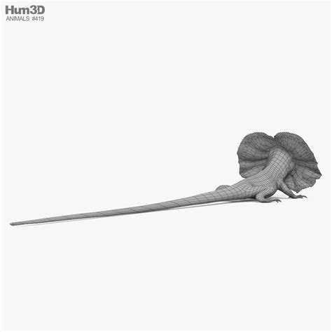 Frill Necked Lizard 3d Model Download Reptile On