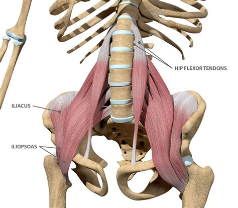 Understanding The Role Of The Iliacus Muscle In Hip Movement El Paso Tx Doctor Of