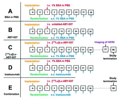 Schematic Illustration Of The Timing Of The Interventions In Treatment