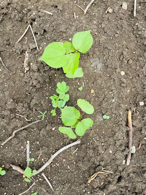 How To Use The Cotton Dataset Object Detection Api