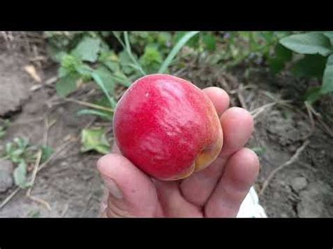 Абрикос Харостар /Apricot Harostar/ Урожай 2020. Отзывы и видео от ...
