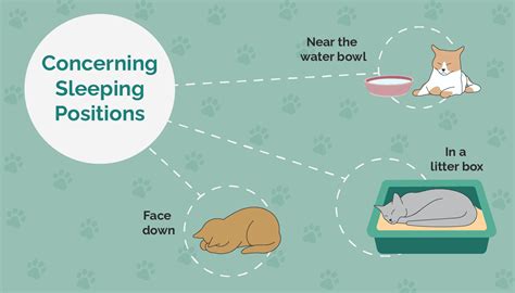 17 Typical Cat Sleeping Positions Explained With Pictures
