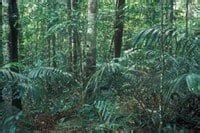 Comparation Of Fixed Area Plots And Variable Radius Plot For Estimating Tree Species Diversity