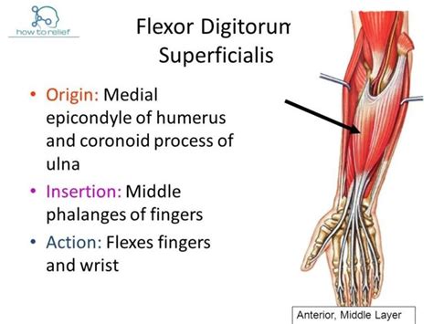 Extensor Digitorum Origin And Insertion