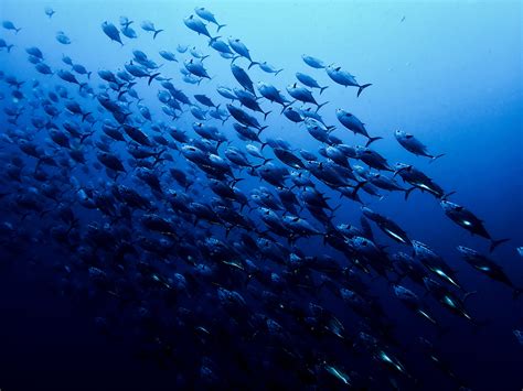 Planet Rock — Niugini Dive Adventures