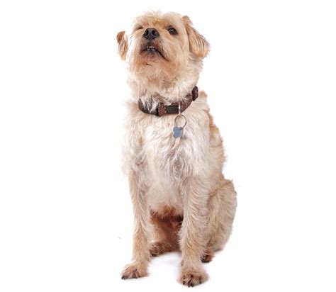Dutch Smoushond Breed Information Characteristics And Heath Problems