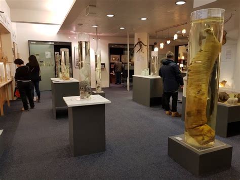 The Icelandic Phallological Museum Reykjavik What To Expect