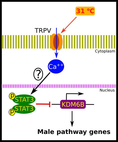 Ca Pstat3 Kdm6b Temperature And Sex Determination