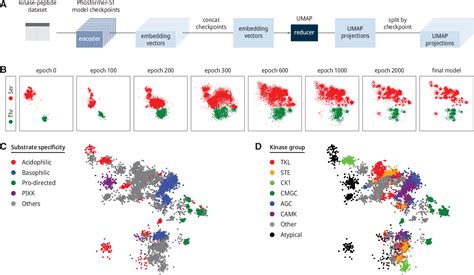 Figure 2 From Using Explainable Machine Learning To Uncover The Kinase