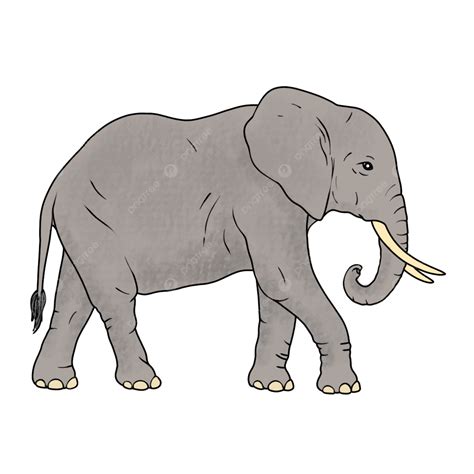 التوضيح الفيل التوضيح الفيل صور الفيل فيل كبير Png وملف Psd للتحميل