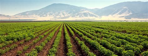 Effects On Potato Farming Ray Kroc Mcdonalds Entrepreneur