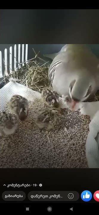 კაკაბის შვილები ♥️♥️მზრუნველი დედა Youtube