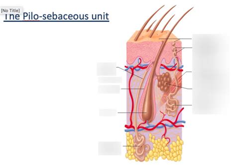 Diagram Of 8 Pilosebaceous Unit Quizlet