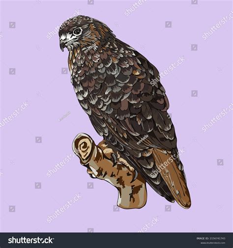 Vector Drawing Bird Prey Sitting On Stock Vector Royalty Free Shutterstock