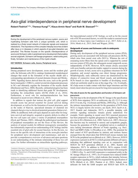 Pdf Axo Glial Interdependence In Peripheral Nerve Development