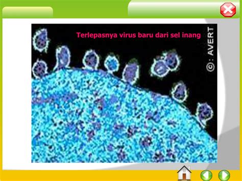 VIRUS PptxVIRUS Pptx VIRUS Pptx VIRUS Pptx