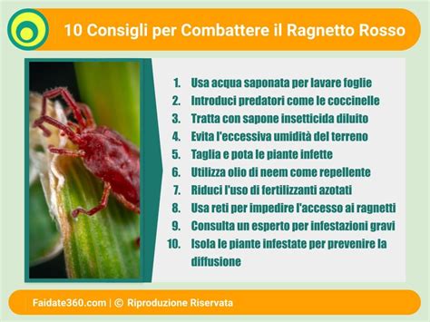 Come Combattere Il Ragnetto Rosso Guida Completa Per Casa E Giardino