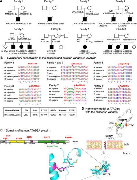 Identification Of Patients With Neurological Phenotypes With Variants Download Scientific