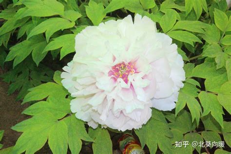 图片没有上传完 再发一个 知乎