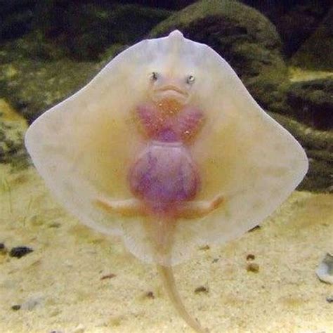 Albums 90 Pictures Photos Of Sting Ray Sharp