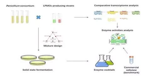 A Powerful Enzyme Cocktail From The Penicillium Consortium Improves