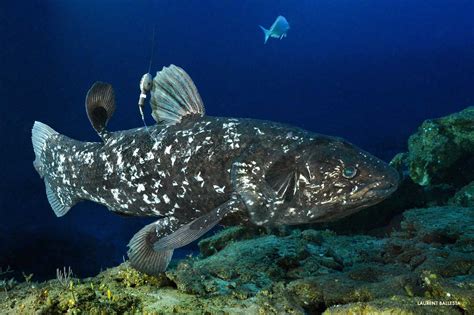 Coelacanths — Marine Protected Areas South Africa